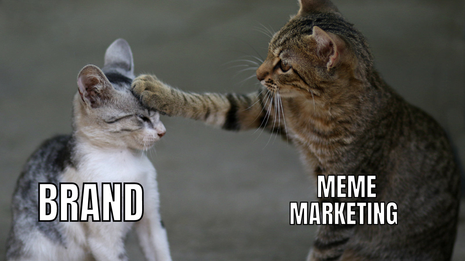 Marque Berry | a meme company - Meme Marketing: The Secret Sauce for ...